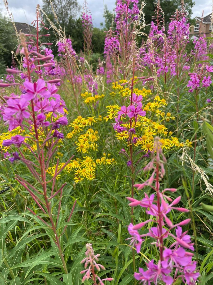 Pictures from the 2024 Wild Flower Walk – Friends of Hob Moor