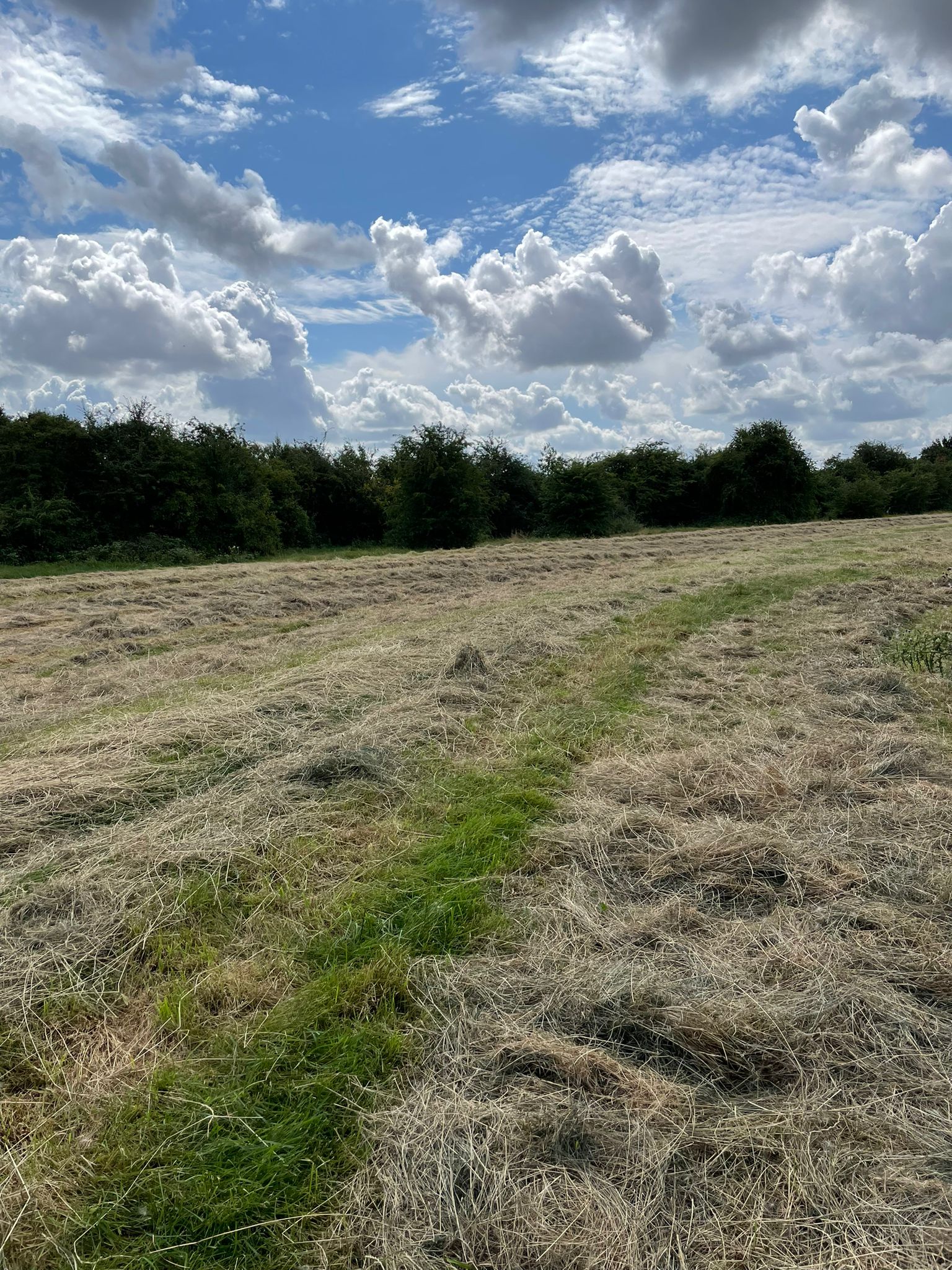 The Mown Moor – Friends of Hob Moor
